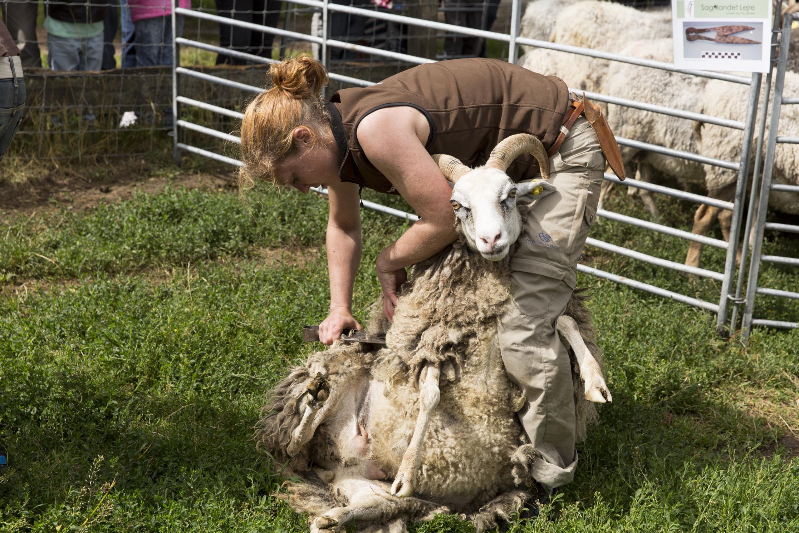 Our animal keeper shears sheep - Sagnlandet Lejre